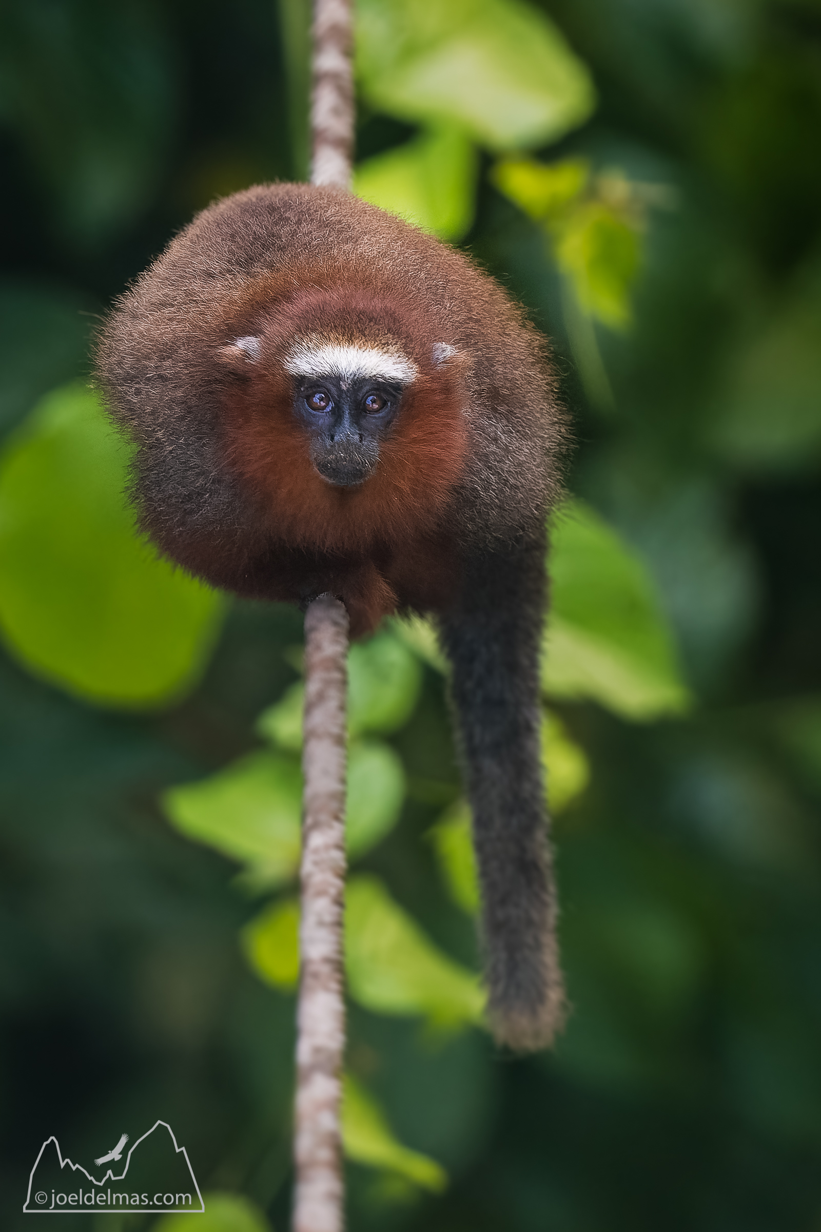 EQUATEUR - PEROU FAUNE - Joel DELMASJoel DELMAS