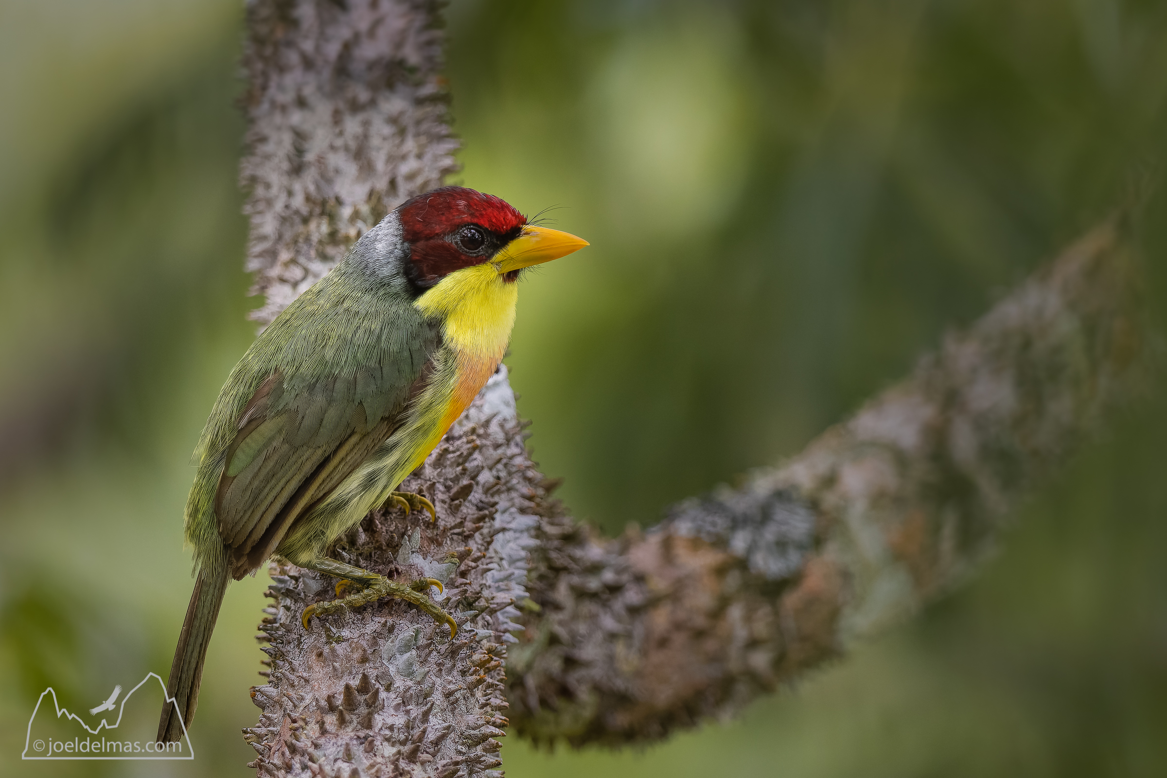 COLOMBIE - EQUATEUR - PEROU FAUNE - Joel DELMASJoel DELMAS